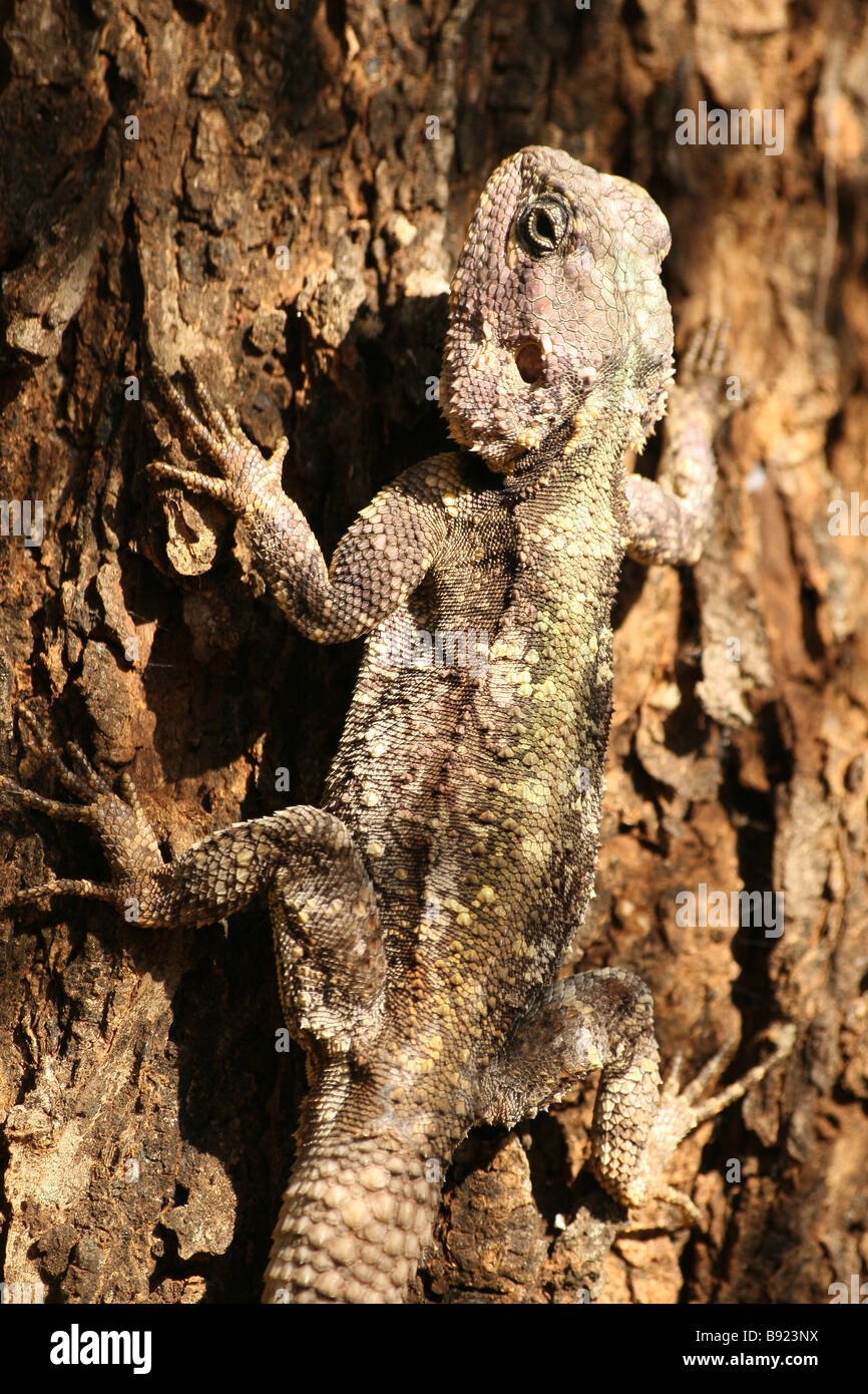 Southern tree agama hi-res stock photography and images - Alamy