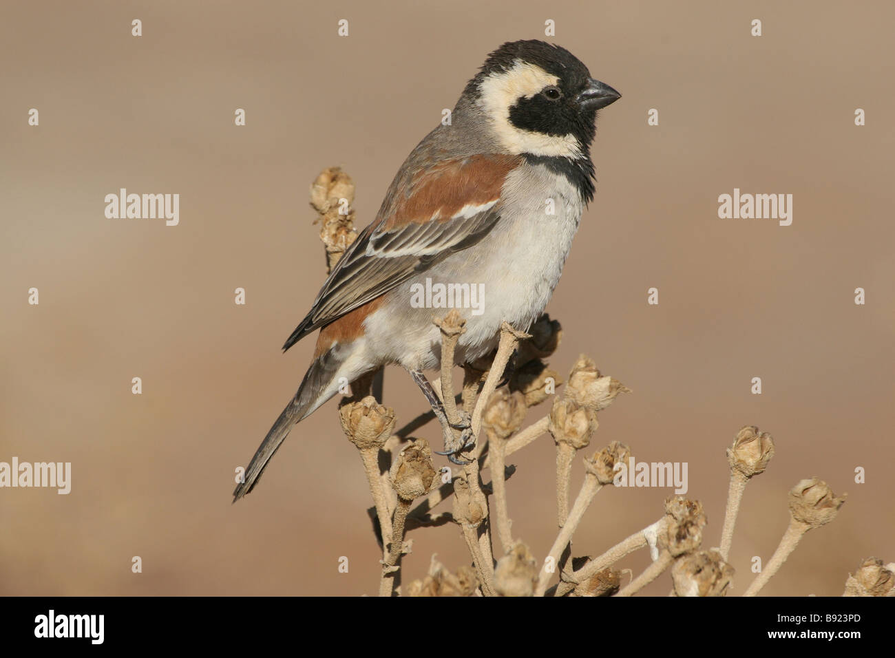 Side View Of Male Cape Sparrow Passer melanurus Sat On Bush At ...