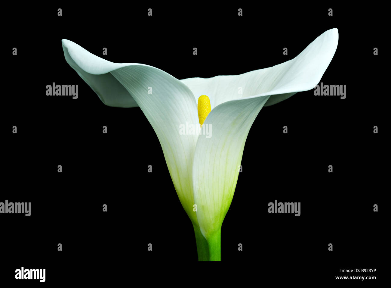 Black arum hi-res stock photography and images - Alamy