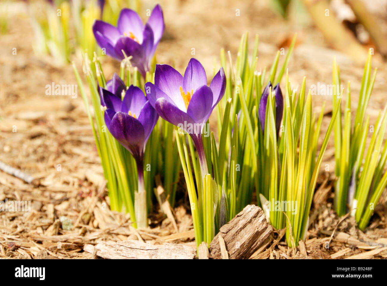 a group of crocuses or Crocus growing in the spring Stock Photo - Alamy