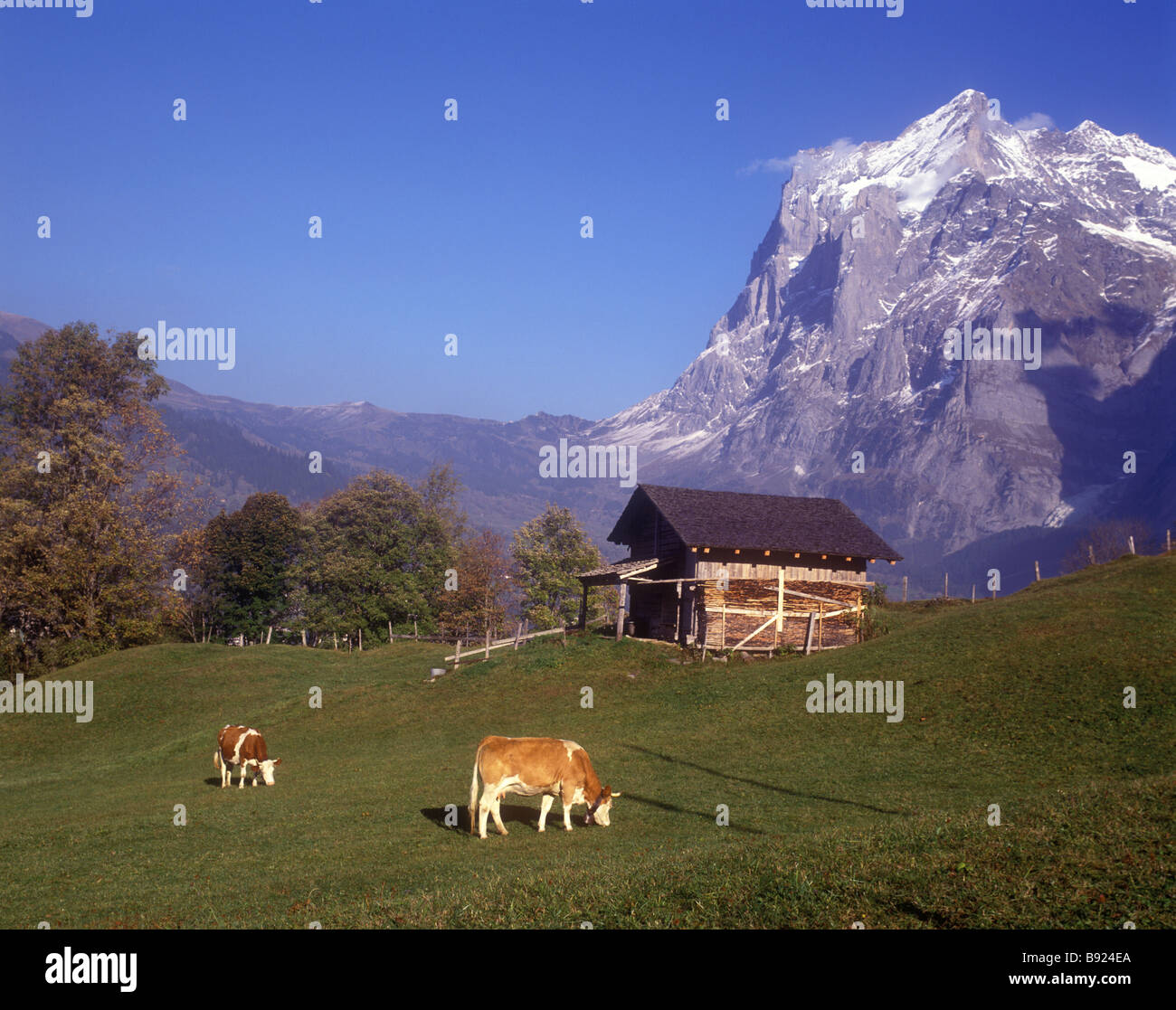 Grindelwald - Cattle grazing in an alpine setting near the Wetterhorn ...