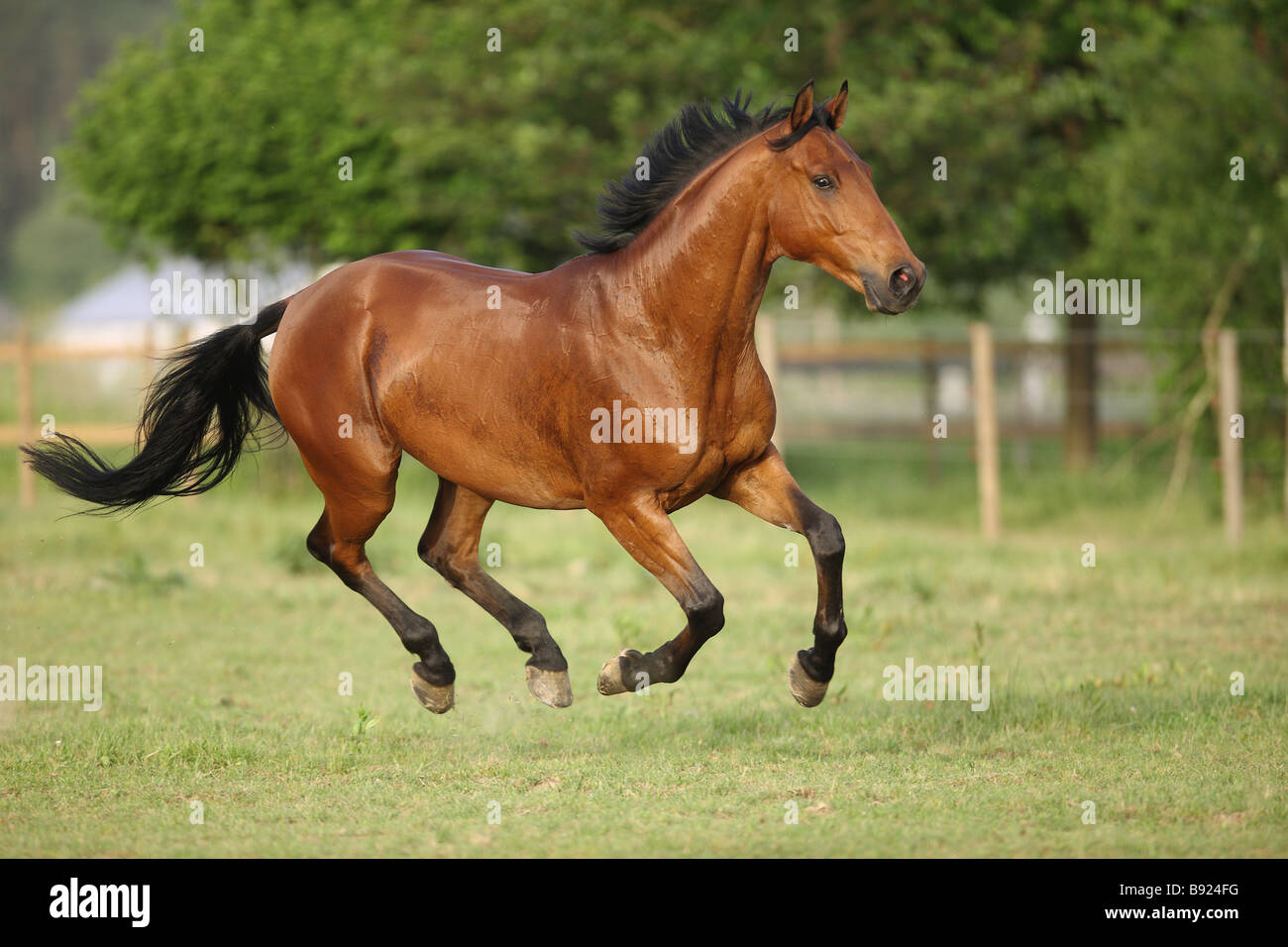 Nonius horse hi-res stock photography and images - Alamy