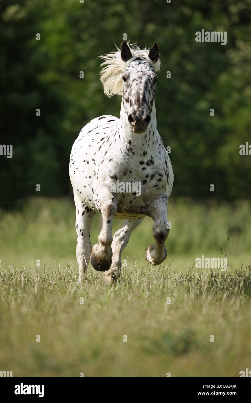 Noriker draught horse hi-res stock photography and images - Alamy