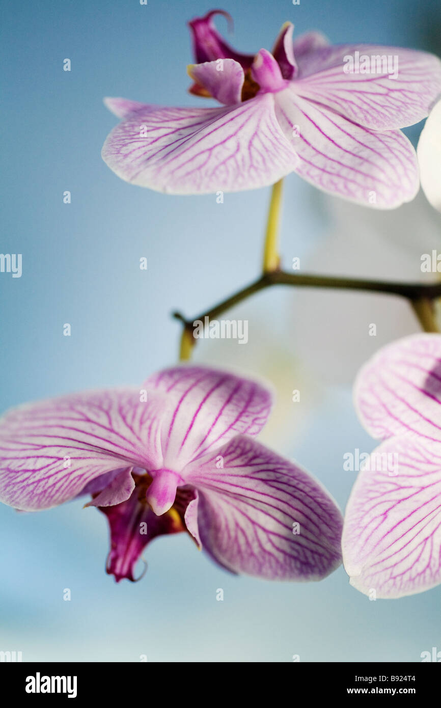 Bloomed orchids hi-res stock photography and images - Alamy