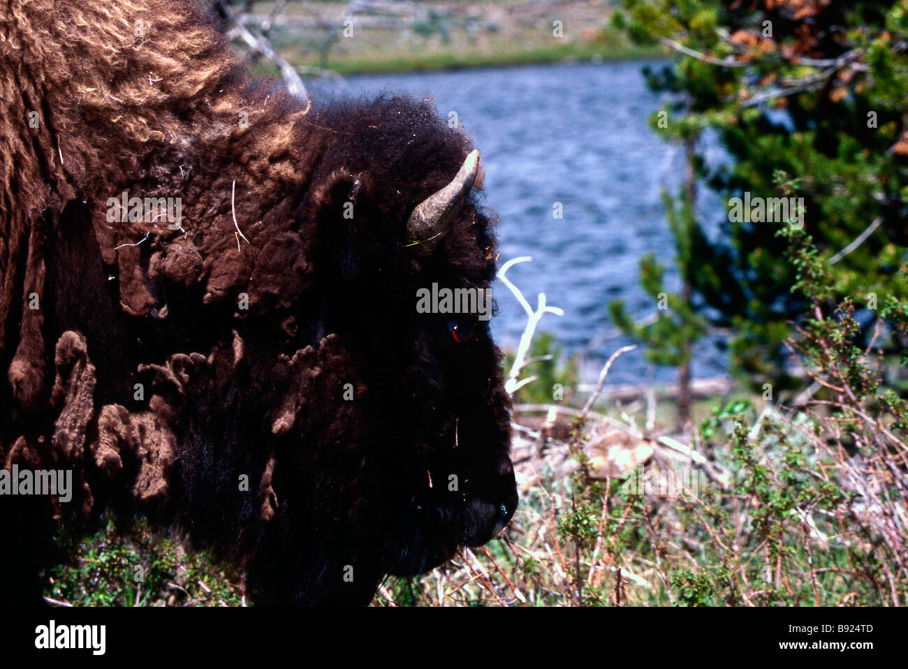 North American Bison or Buffalo in close-up Stock Photo - Alamy