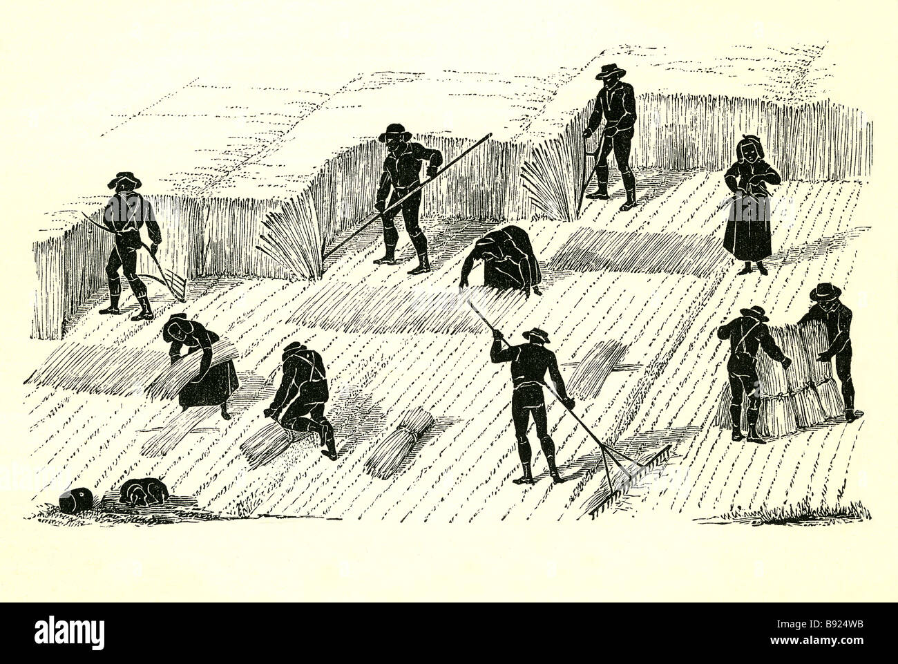 Harvesting the grain crop by hand on the farm in Victorian times Stock ...