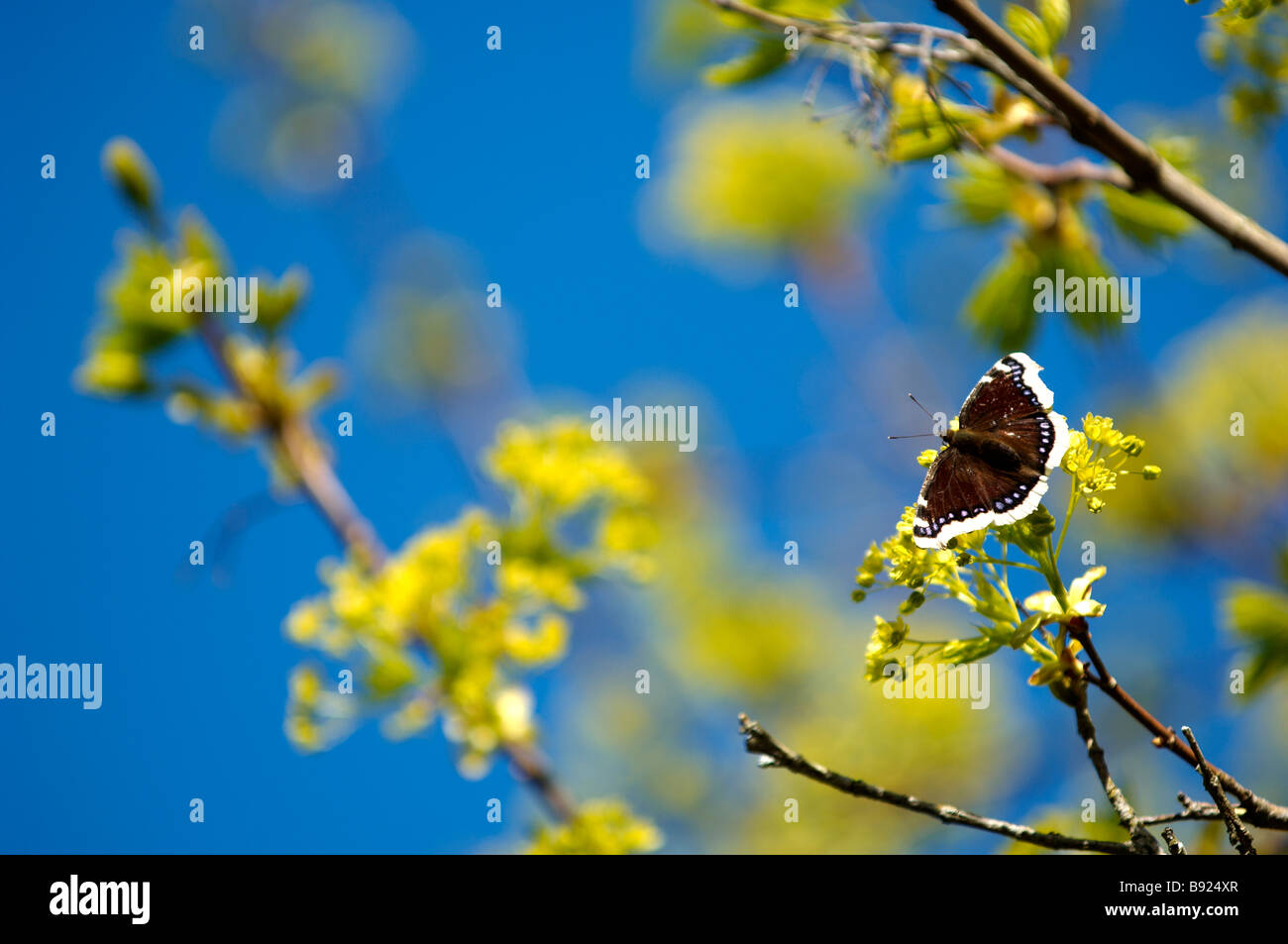 Butterfly in a tree hi-res stock photography and images - Alamy