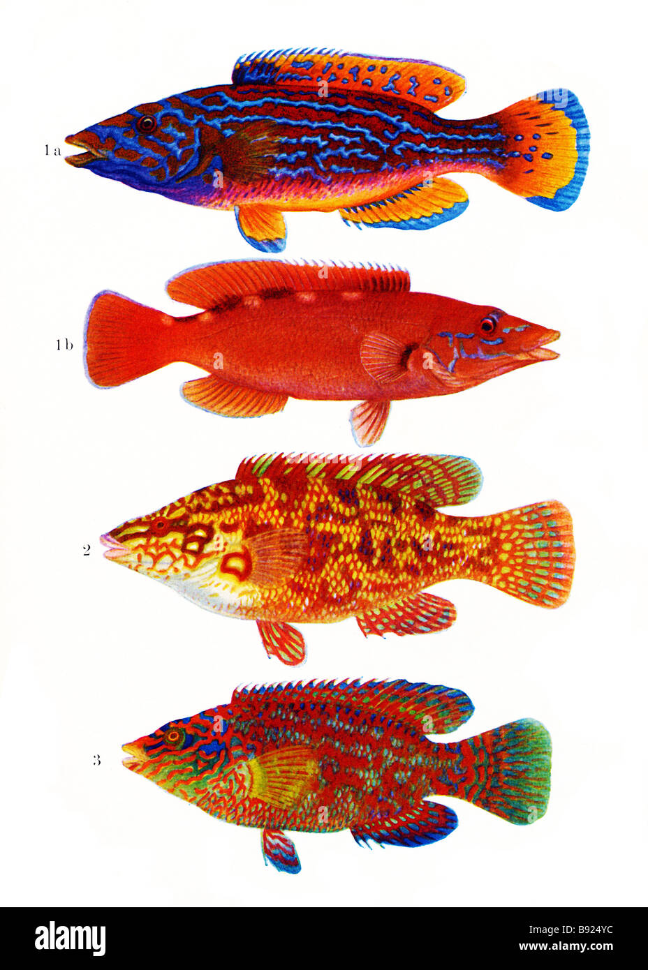 From top; Cuckoo Wrasse, male, Cuckoo Wrasse, female, Ballan wrasse ...