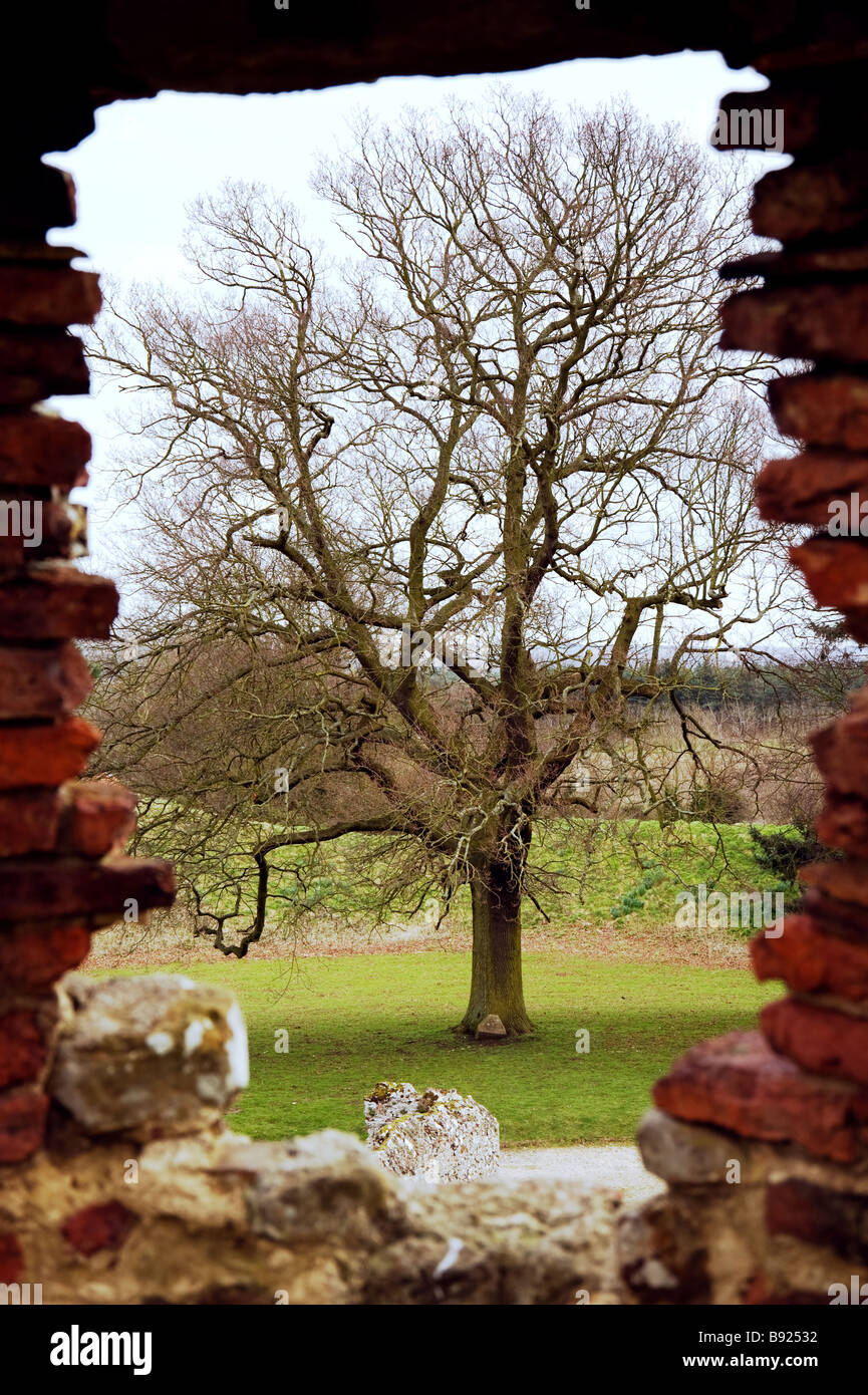 Tree ruins hi-res stock photography and images - Alamy