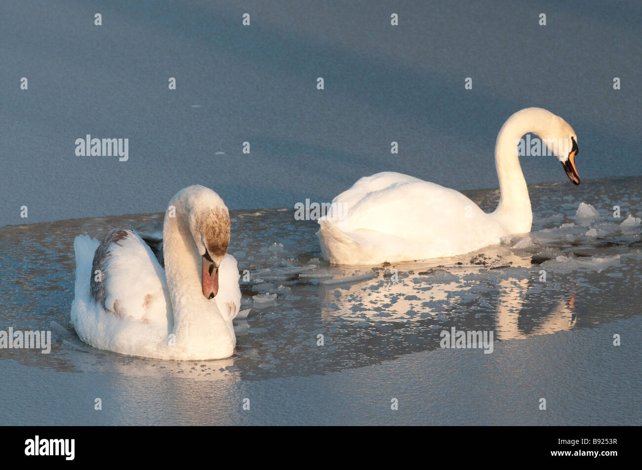 A pair of swans are frozen in by the harsh winter Stock Photo - Alamy