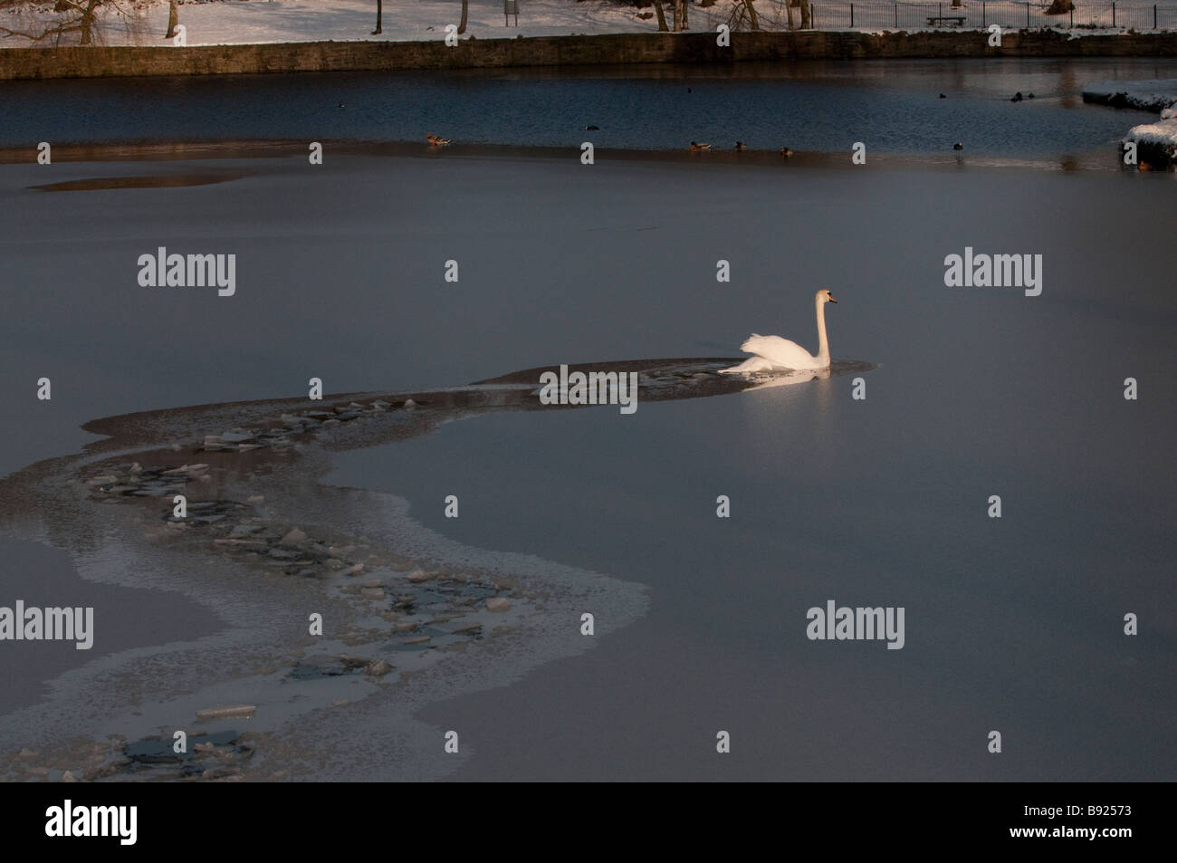 Frozen swan hi-res stock photography and images - Alamy