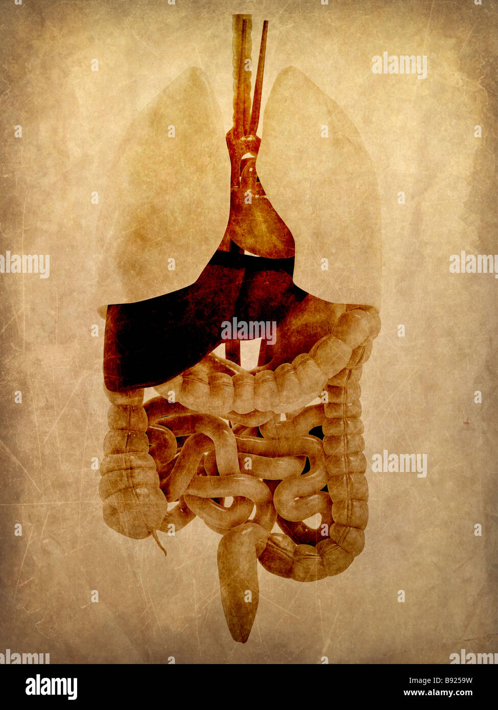 Human Organs Art Stock Photos & Human Organs Art Stock Images - Alamy