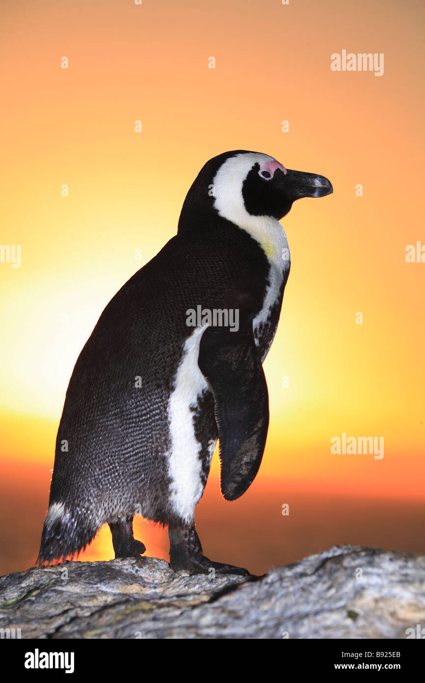 African Penguin at sunset on Boulders Beach Simonstown Western Cape ...