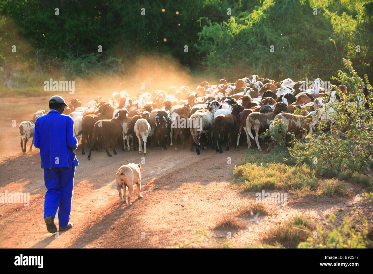 Man herding sheep walking hi-res stock photography and images - Alamy