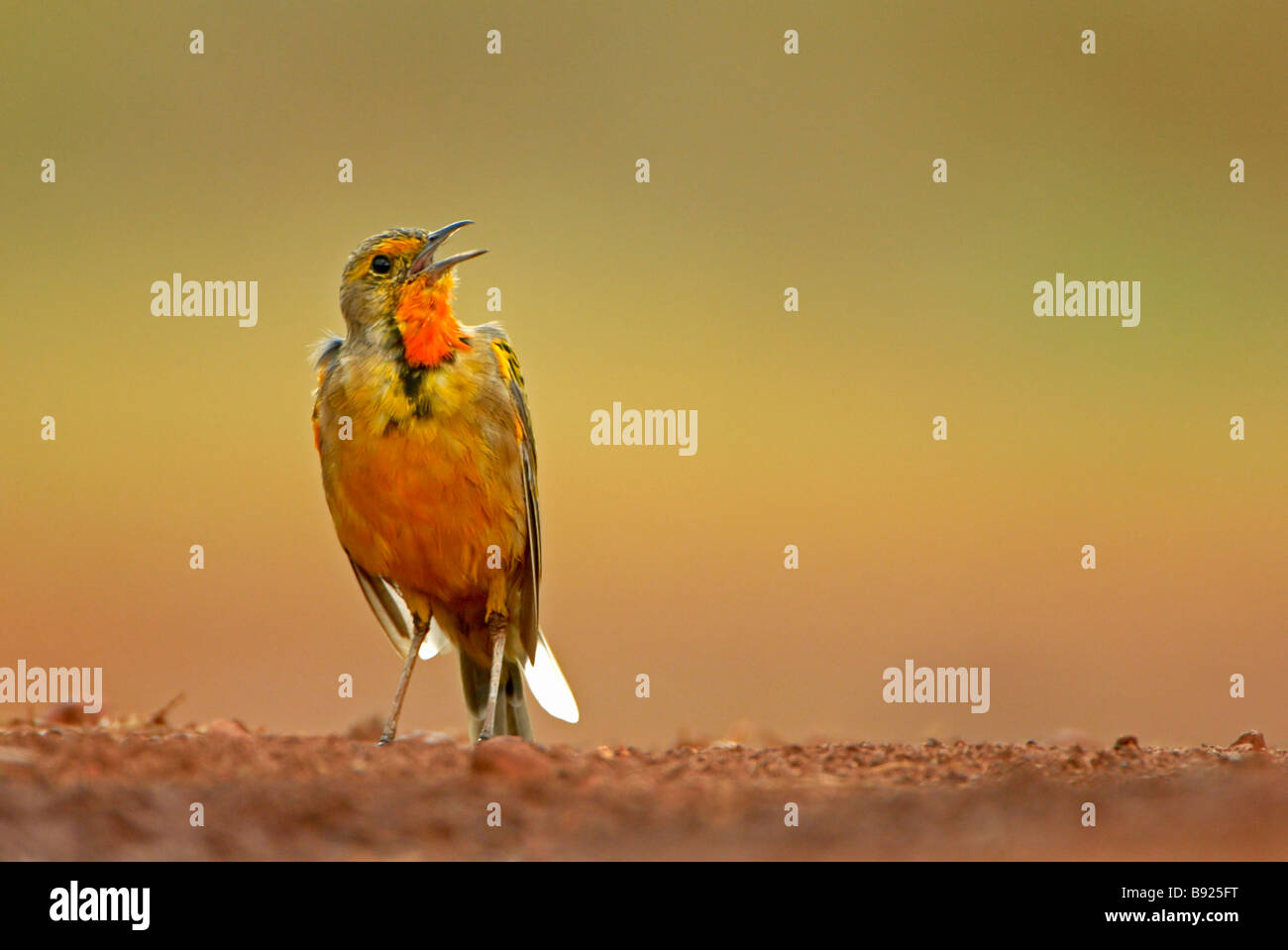 Cape long claw hi-res stock photography and images - Alamy