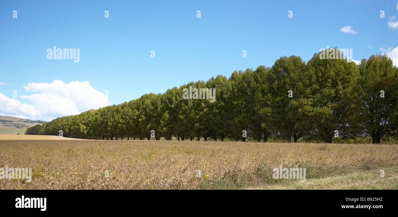 Trees along the way hi-res stock photography and images - Alamy
