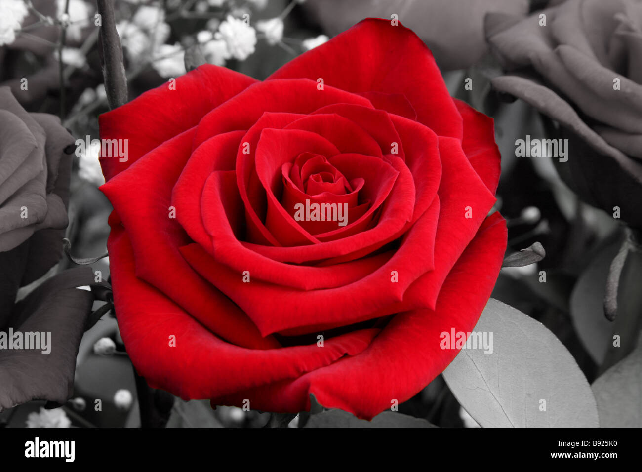 Rose tinted hi-res stock photography and images - Alamy