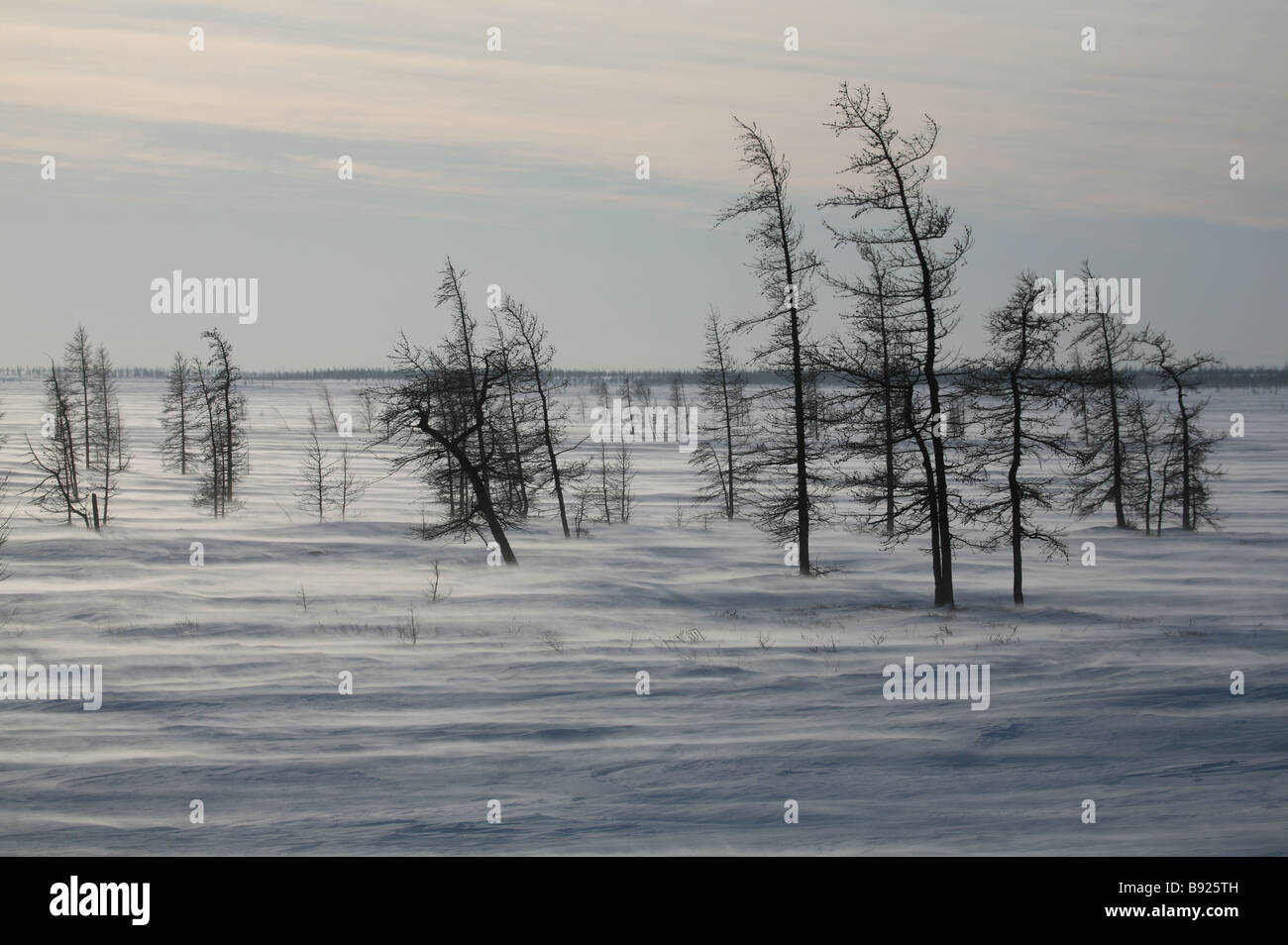 Russia. Yamal Region. Winter Stock Photo - Alamy