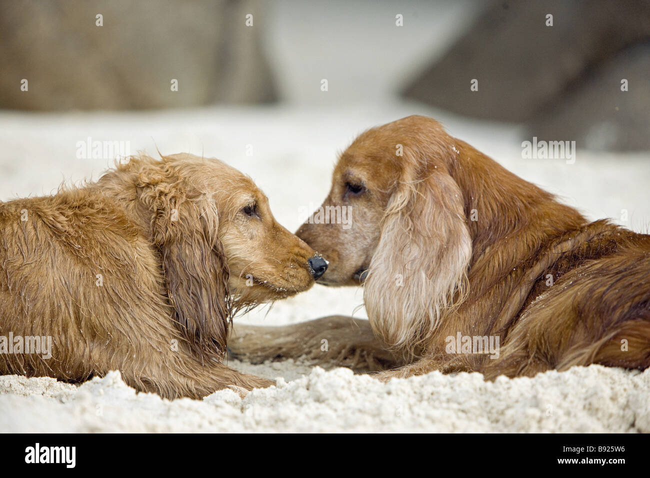 English cockers spaniels hi-res stock photography and images - Alamy