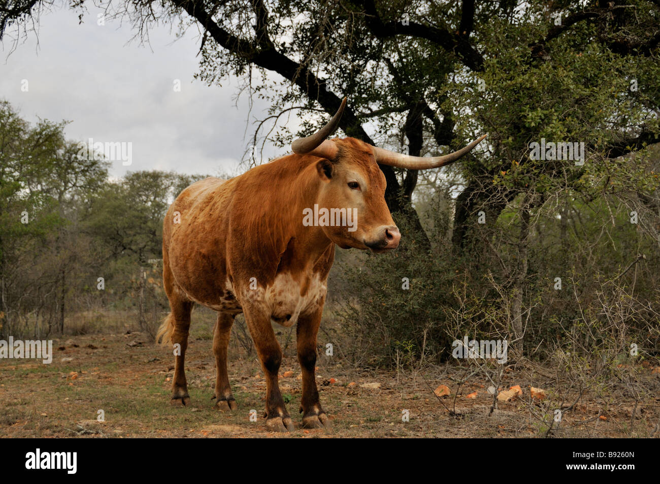 Texas cattle breed hi-res stock photography and images - Alamy
