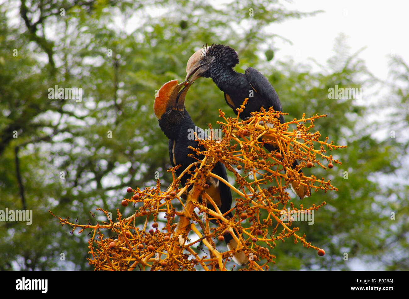 Hornbill eating fruit hi-res stock photography and images - Alamy