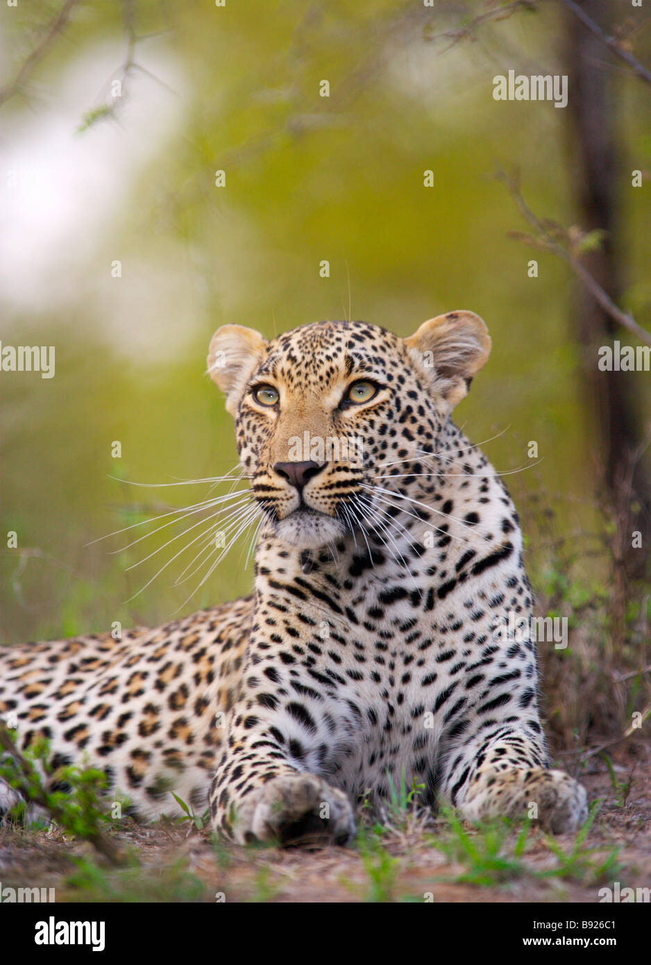 Low Angle View of Leopard Panthera pardus lying down Stock Photo - Alamy