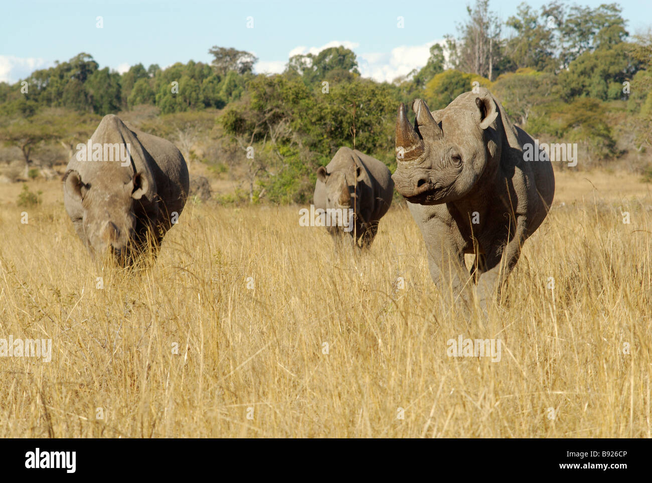 Three rhinoceros walking hi-res stock photography and images - Alamy