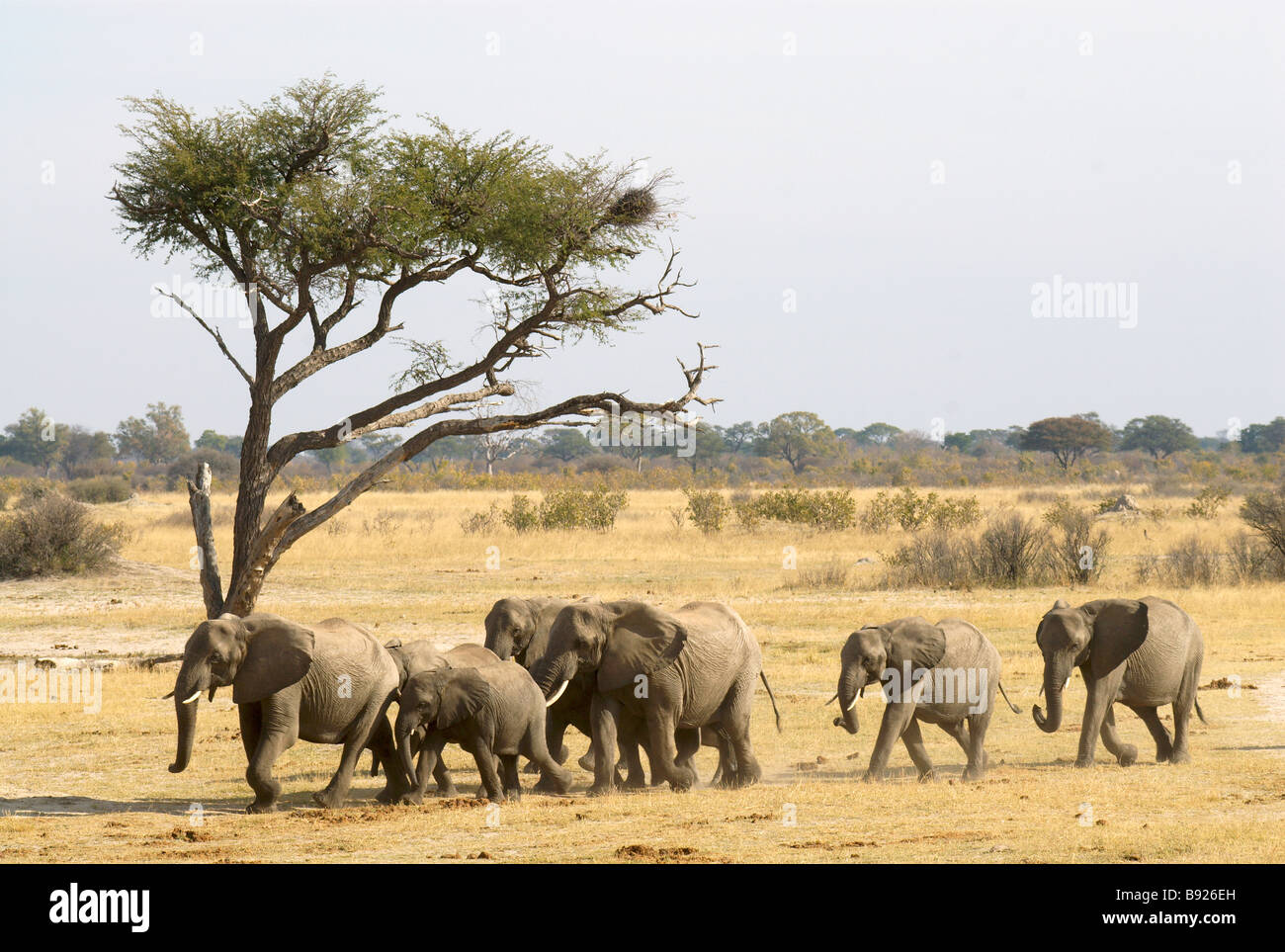 Large herd of African elephants Loxodonta africana run from a distance ...