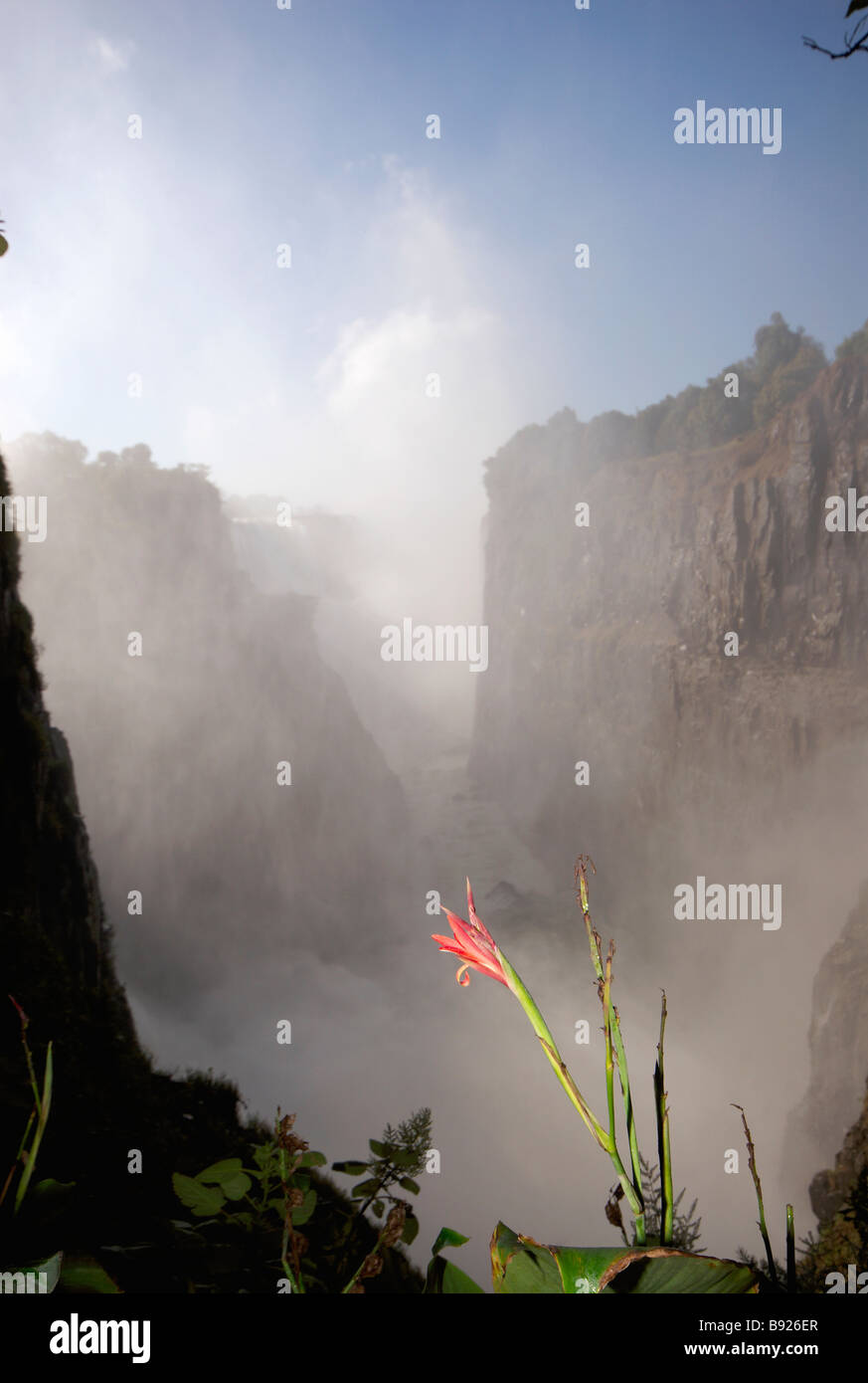 Generic flower hi-res stock photography and images - Alamy