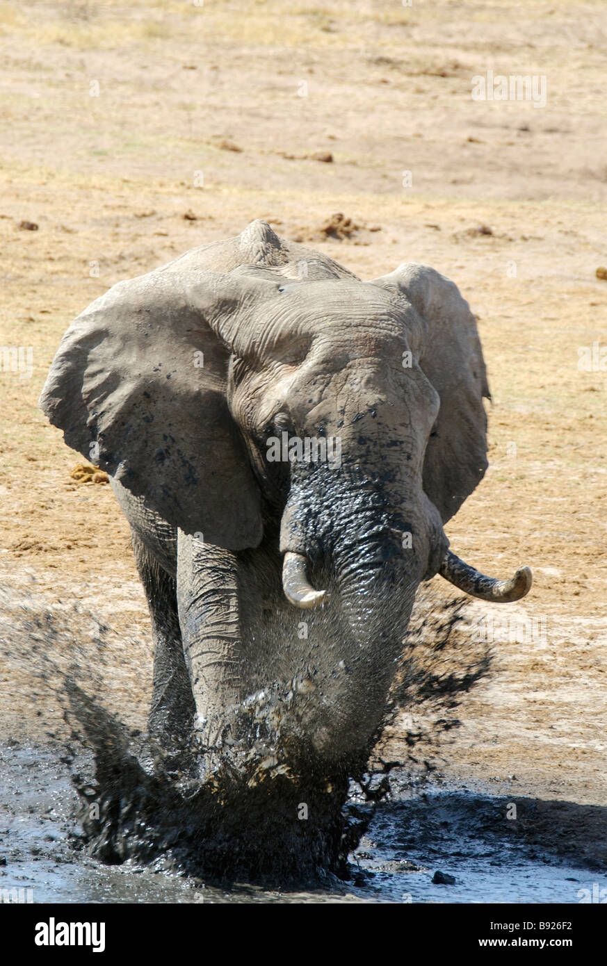Elephant bull in musth hi-res stock photography and images - Alamy