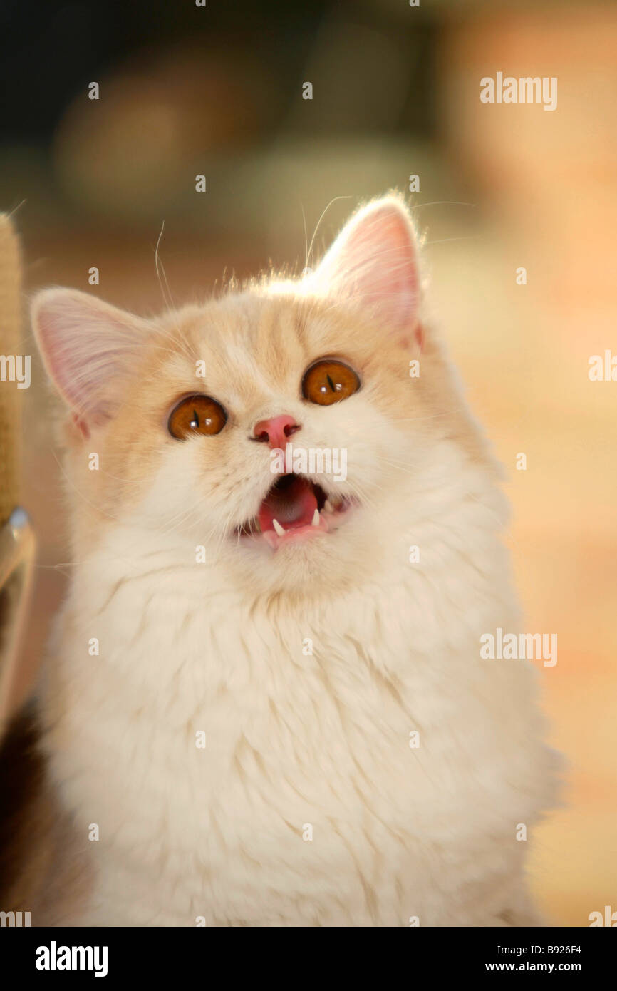 British Longhair Cat cream white Highlander Lowlander Britanica Stock ...