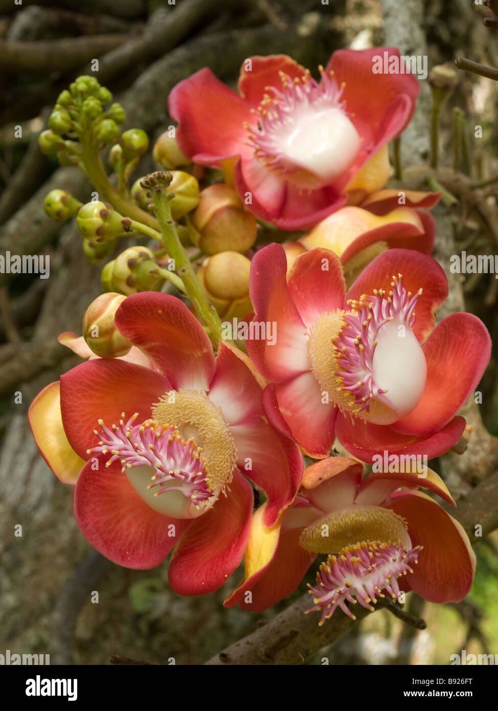 flowers and buds of the 'Cannon Ball' tree Stock Photo - Alamy