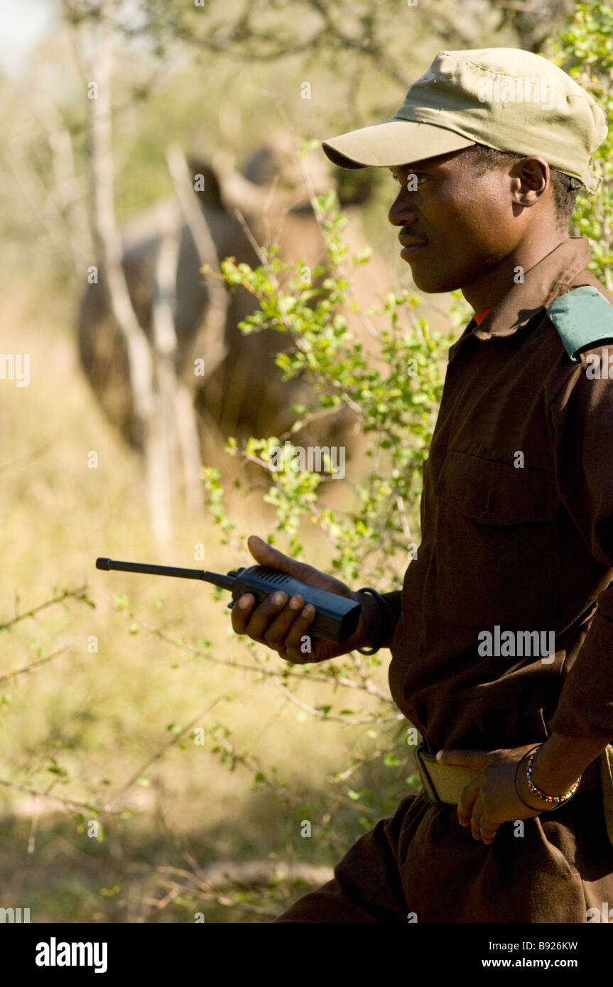 A game ranger in Swaziland tracking Rhino on foot with a Rhino in the ...