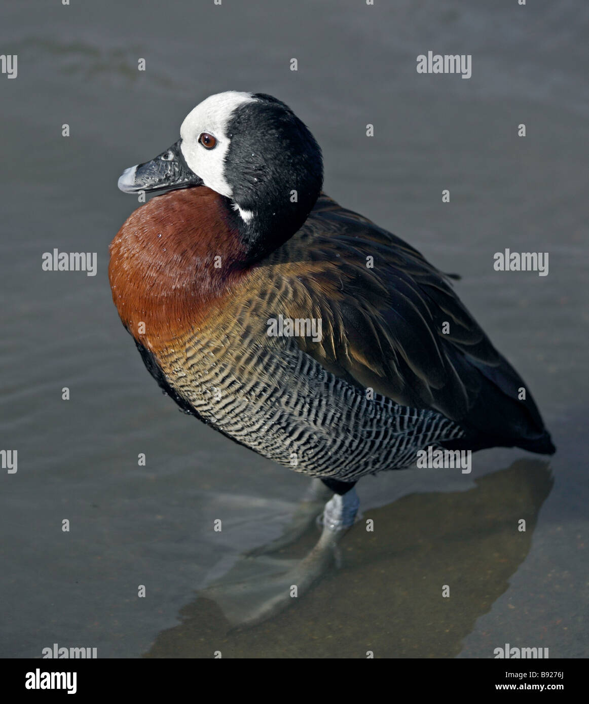 White faced whistling duck hi-res stock photography and images - Alamy