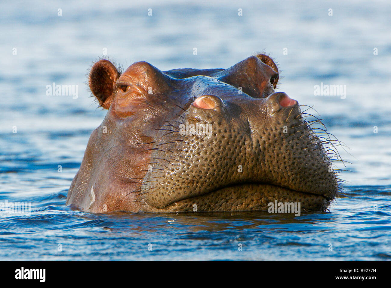 Hippopotamus with nose out of water hi-res stock photography and images ...