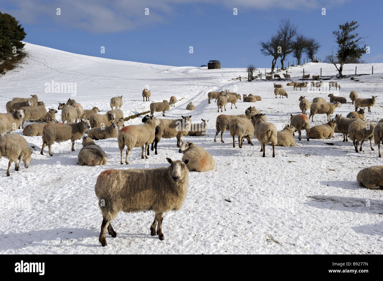 Sheep snow hi-res stock photography and images - Alamy