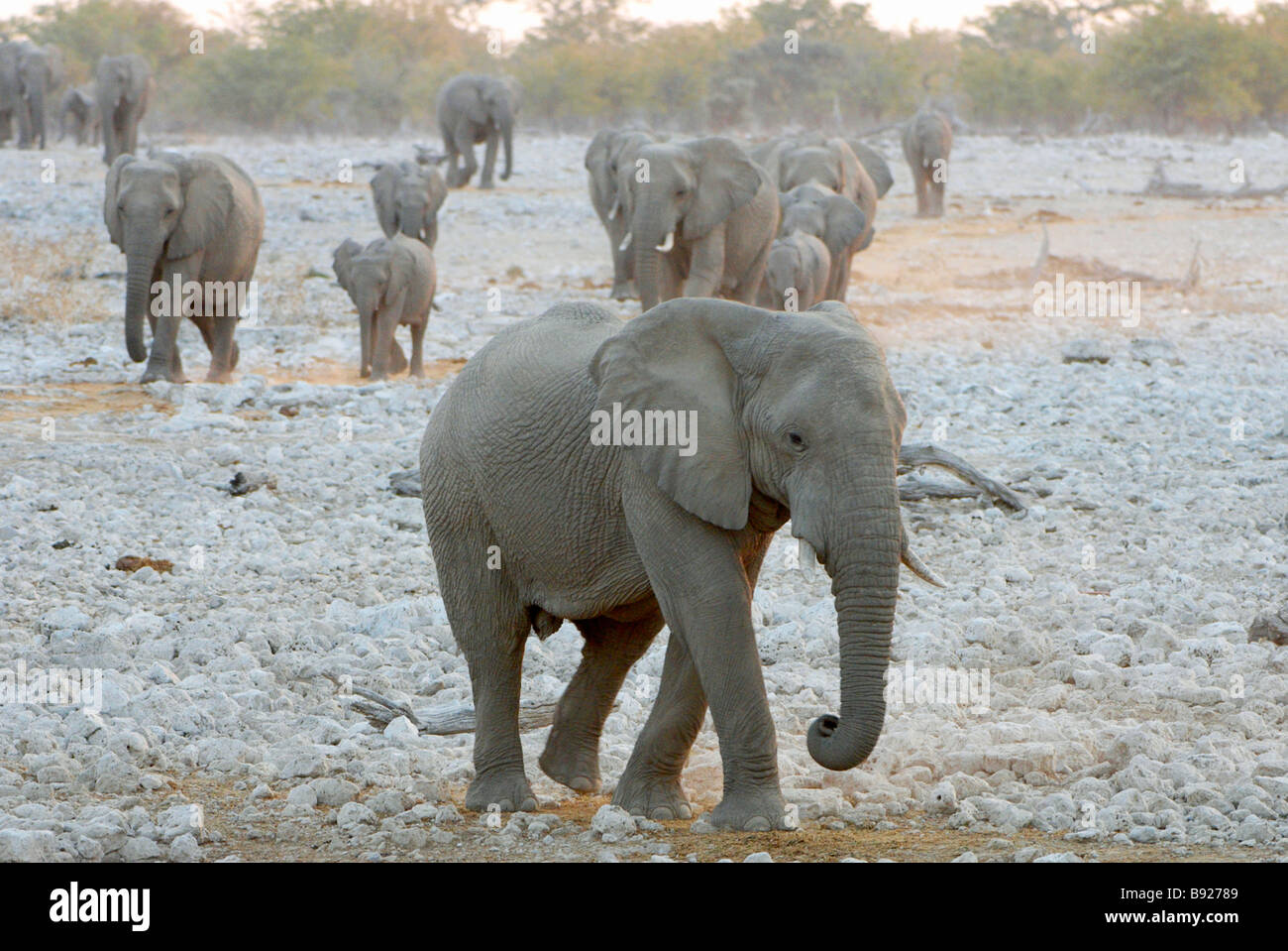 Elephant approaching group hi-res stock photography and images - Alamy