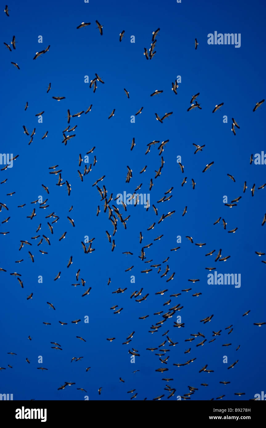 White storks migrating africa hi-res stock photography and images - Alamy