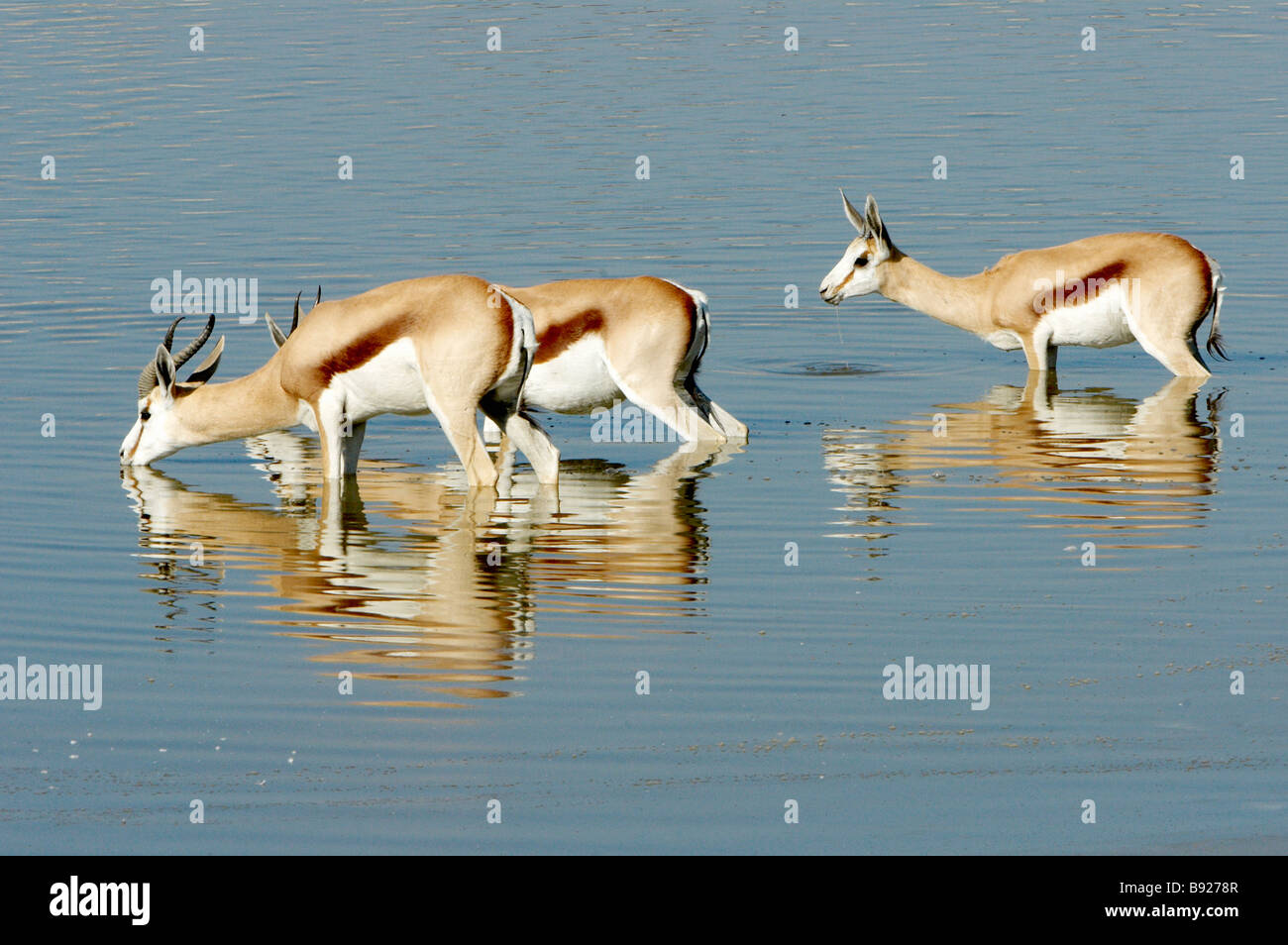 Springbok in water hi-res stock photography and images - Alamy