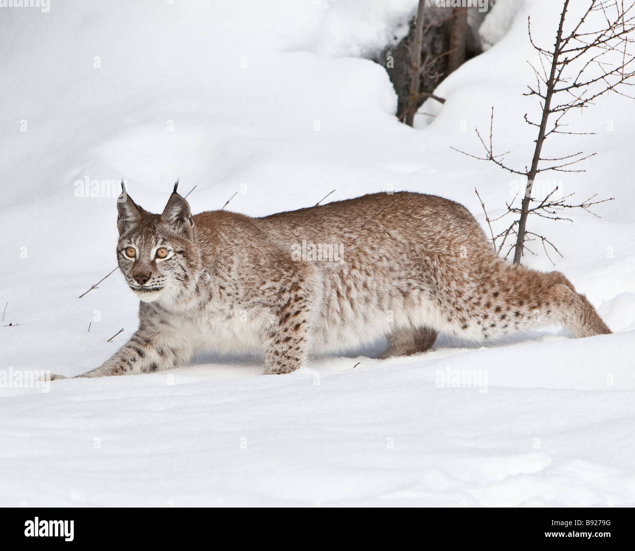 On the Prowl Stock Photo - Alamy
