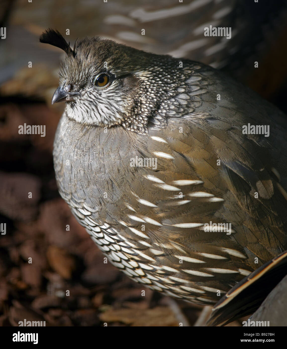 California Quail (callipepla californica Stock Photo - Alamy