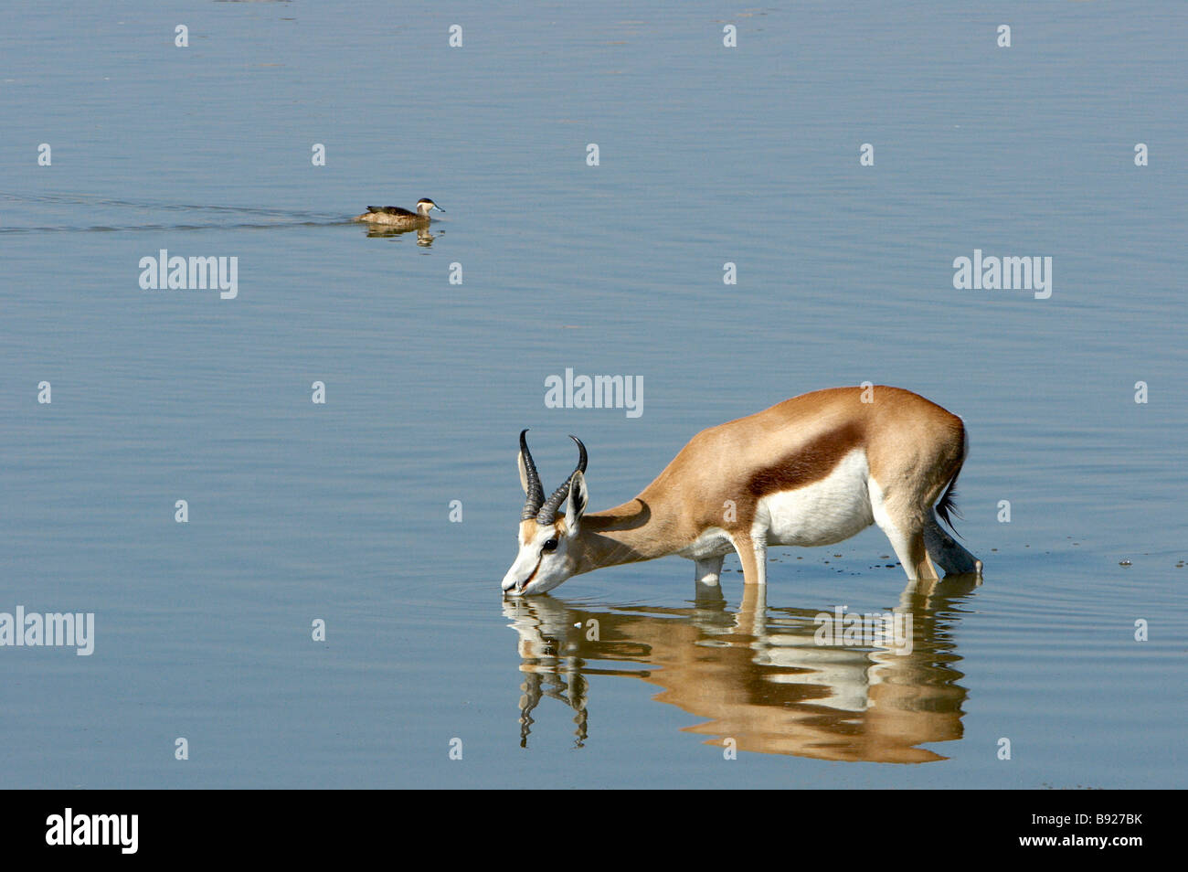 Springbok in water hi-res stock photography and images - Alamy