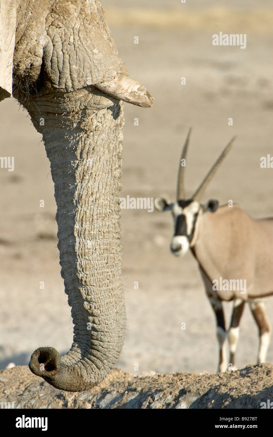 Elephant Loxodonta drinking at waterhole with gemsbok Oryx gazella in ...