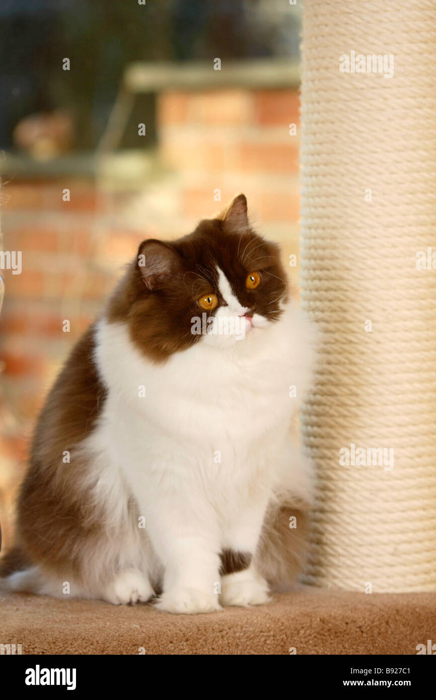 British Longhair Cat chocolate white Highlander Lowlander Britanica ...