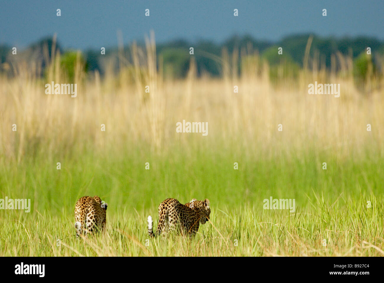 Rear view of Leopard Panthera pardus and cub walking into the reeds ...