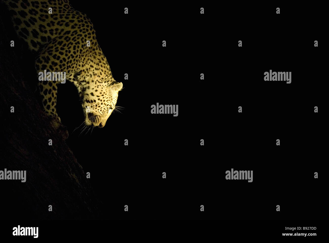 Leopard jumping tree hi-res stock photography and images - Alamy