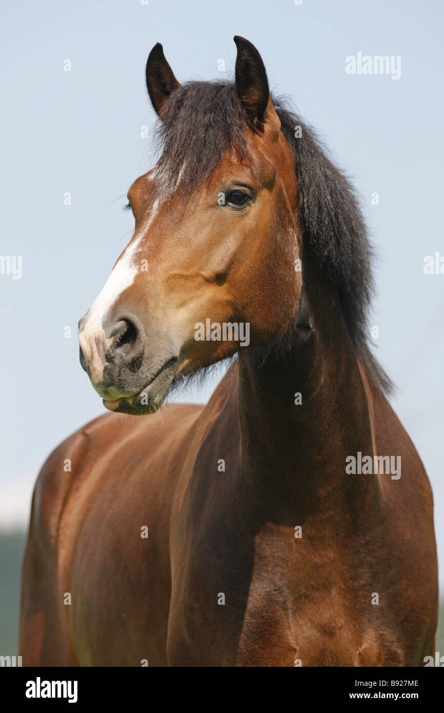 Freiberger Stock Photos & Freiberger Stock Images - Alamy