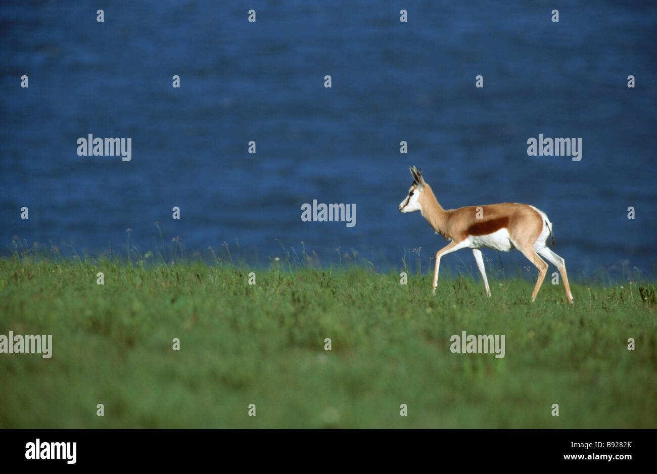 Midmar game reserve hi-res stock photography and images - Alamy