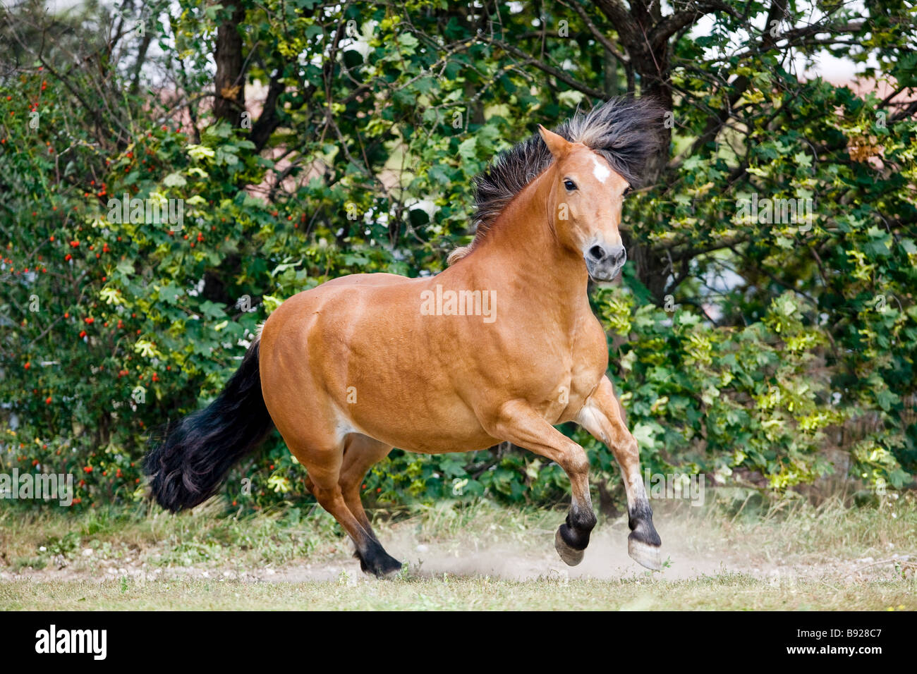 Gotland pony horse - running Stock Photo - Alamy