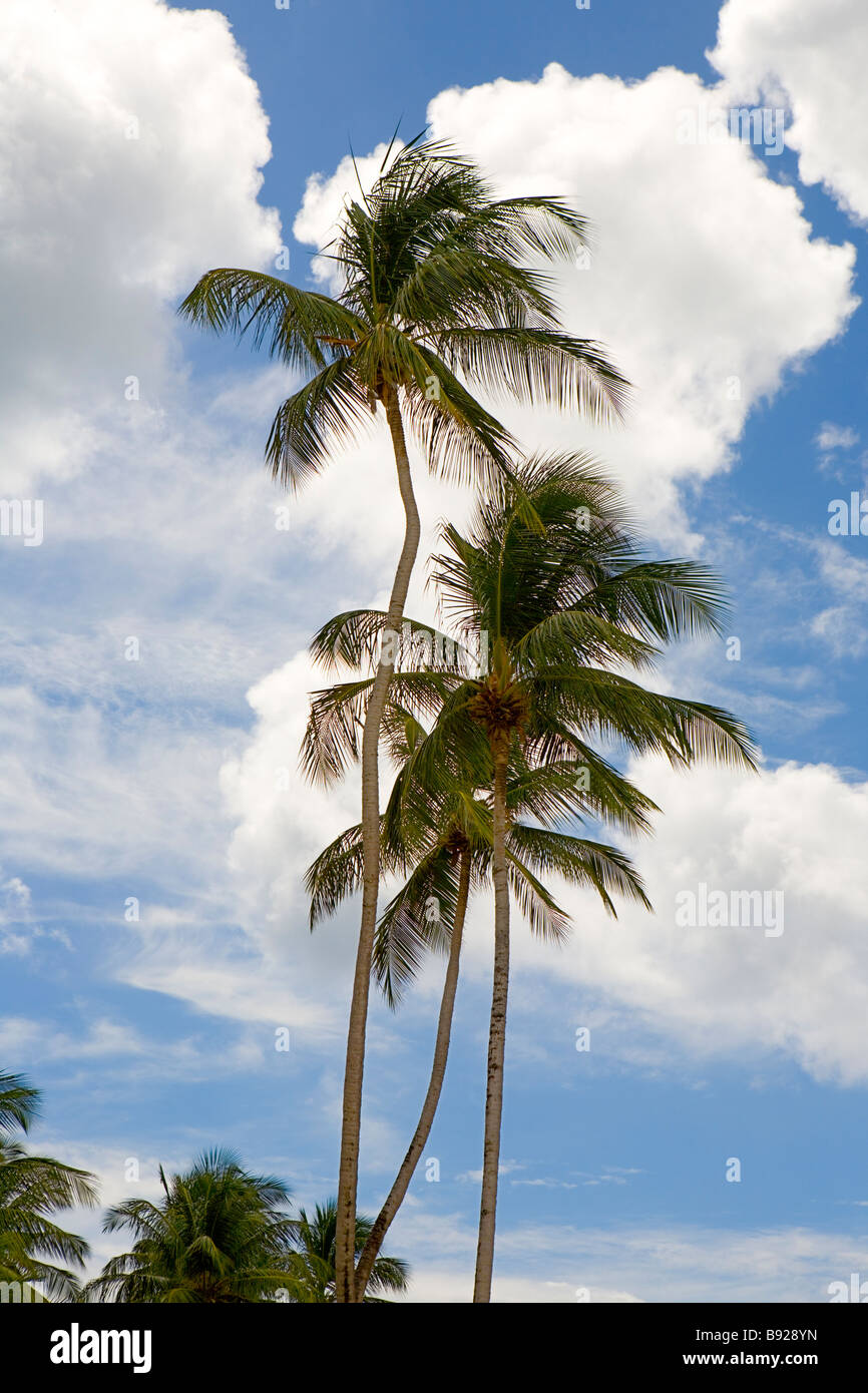 Palm Trees against blue sky mottled with clouds, Island of Tobago ...